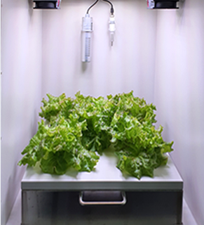 푸드쥬크박스 보급형 식물재배 시스템